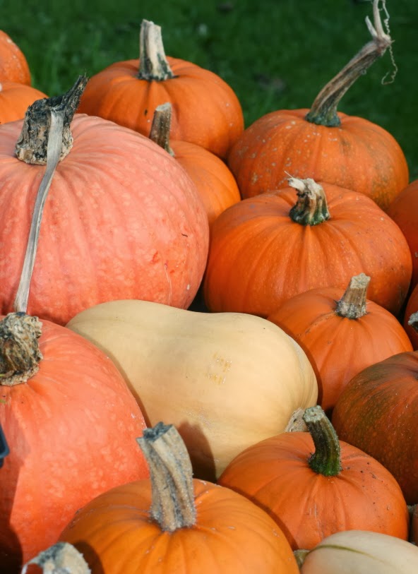 Allotment: From Plan to Plot to Platter: Cooking with Winter Pumpkins