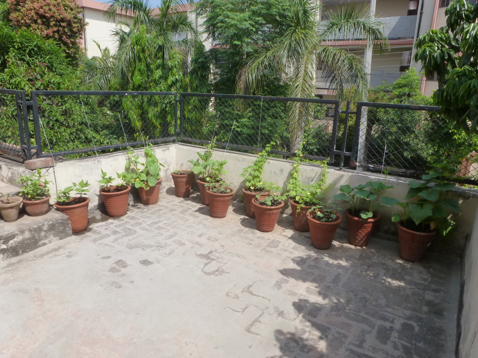 Balcony Jungle Lahore: Norman Gill and Gollan's Indian Vegetable Garden