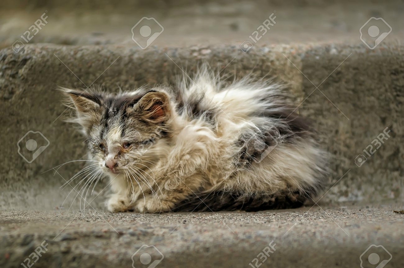 Le monde en Vert: Laissez les vivre : la vie réelle du chat errant