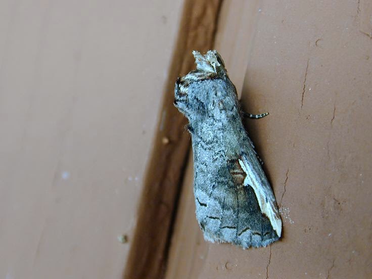 Field Biology in Southeastern Ohio: Prominent Moths of Ohio