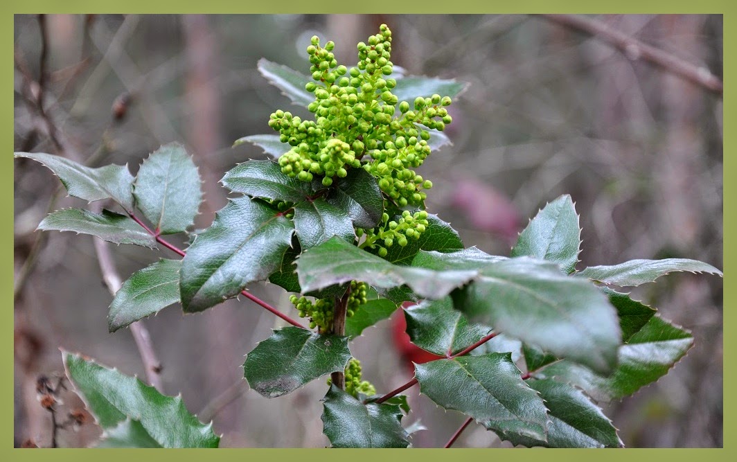 San Rafael con otra mirada |Flora|