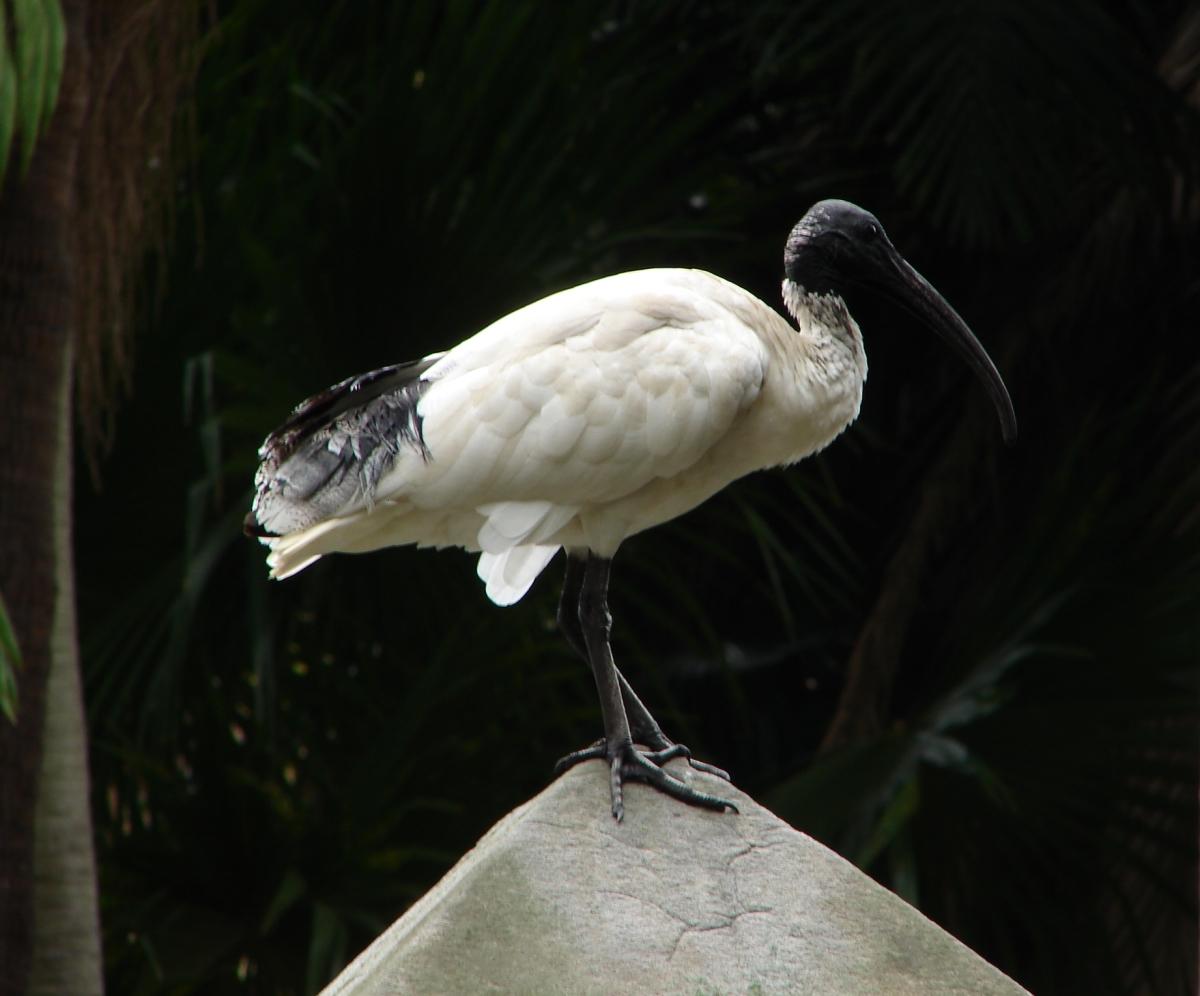 Snap Happy Birding: Australian White Ibis