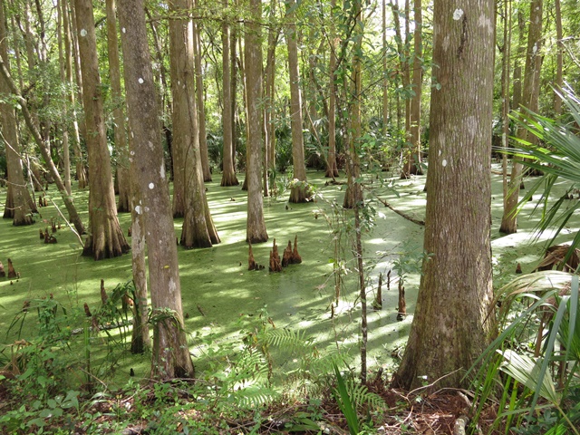 " Welcome to Lavender Dreams ": The Beauty of Florida Swamps
