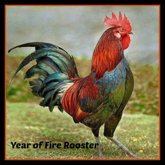 Meditation from the Heart: Fire Rooster - 2017