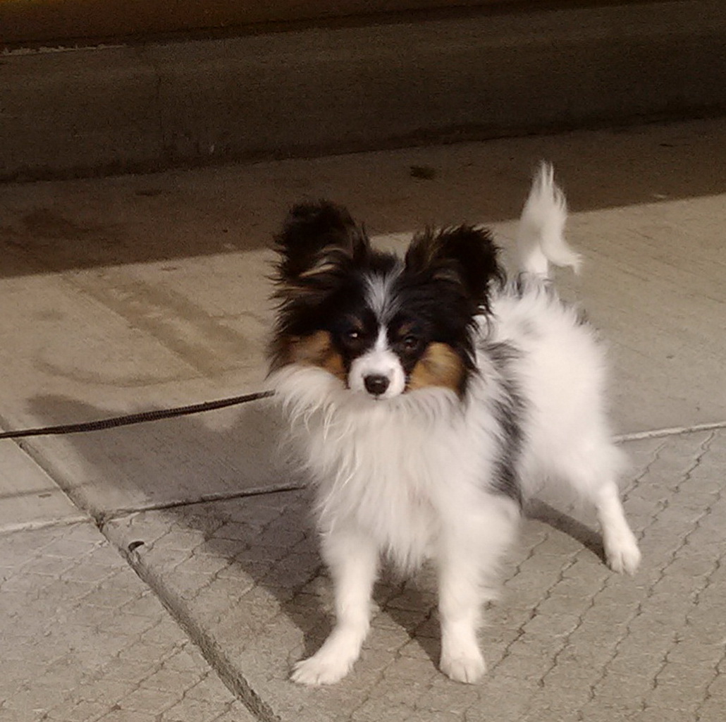 Road's End Papillons : 4 Months old Papillon Puppies