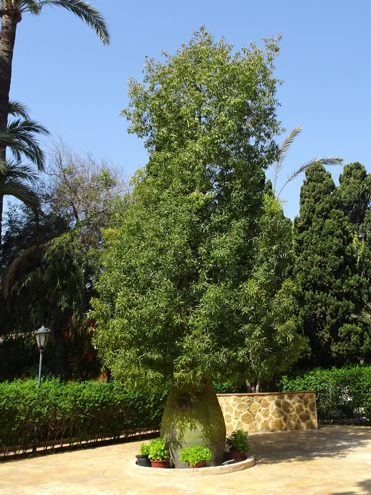 HERBARIO VIRTUAL DE BANYERES DE MARIOLA Y ALICANTE: Brachychiton ...