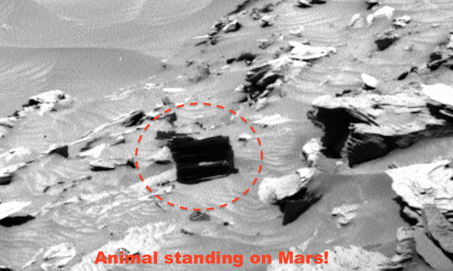 Dog Found on Mars Looking at Mars Rover From a Hill, April 2016 (Photos ...