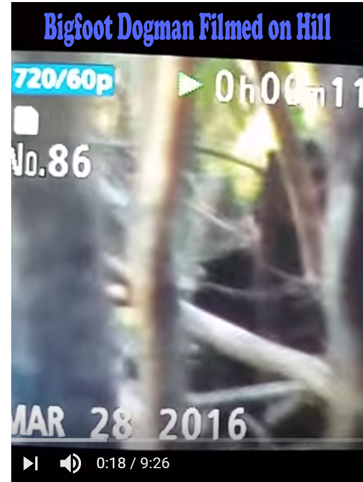 Amazing Dogman and Other Encounters: Cryptid Witness and Archivist ...