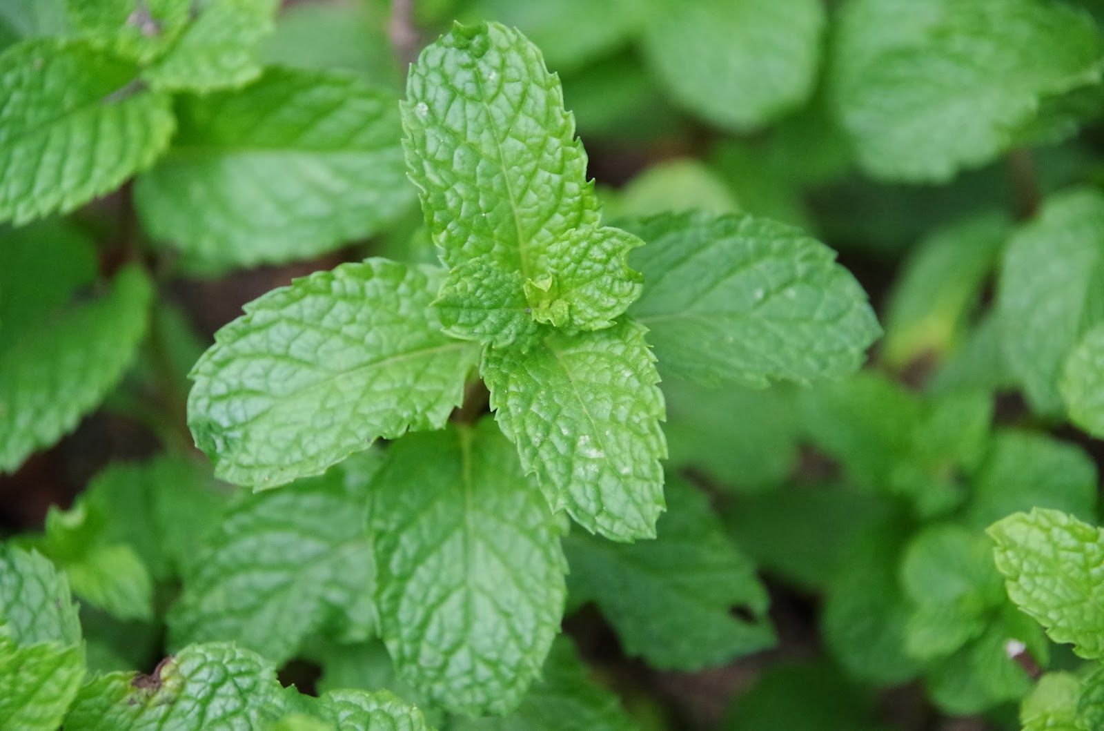 Trees and Plants: Mint