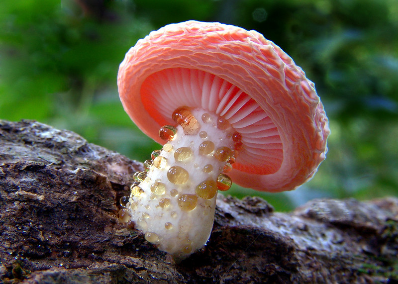 Beautiful and Rare Mushroom | HD Desktop Wallpaper Collections