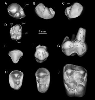 FÓSIL: Apidium zuetina, nueva especie ancestral de primate antropoide ...