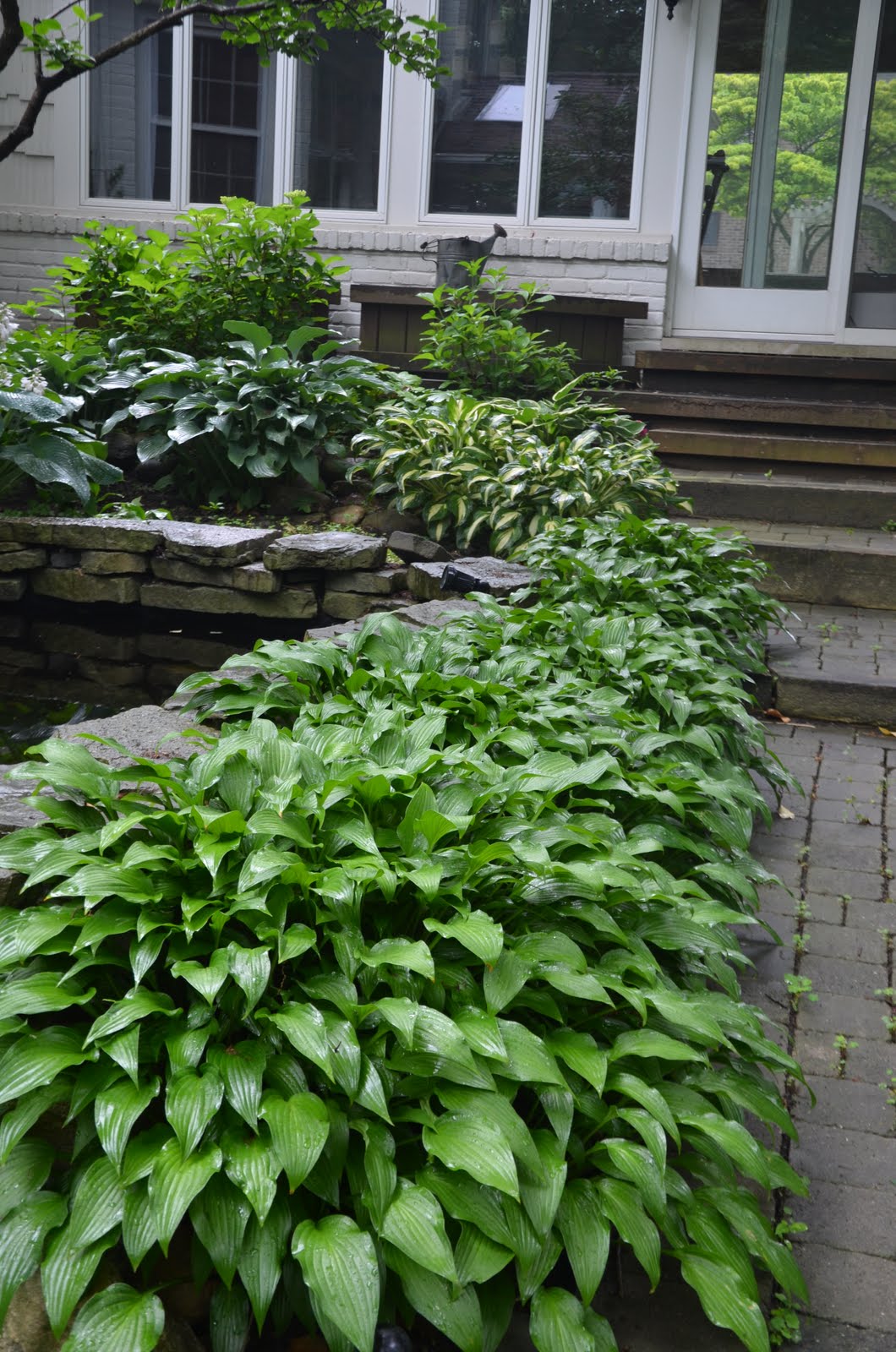 Zone Five and a Half: Hosta la Vista!