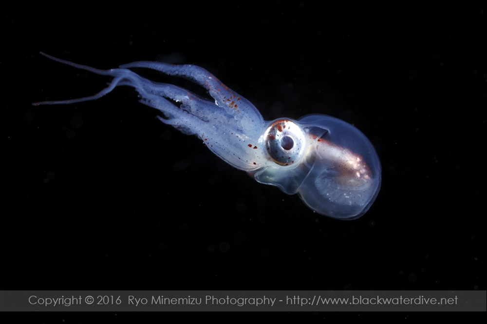 Black Water Dive® - ブラックウォーターダイブ: Tremoctopus gracilis (Eydoux ...
