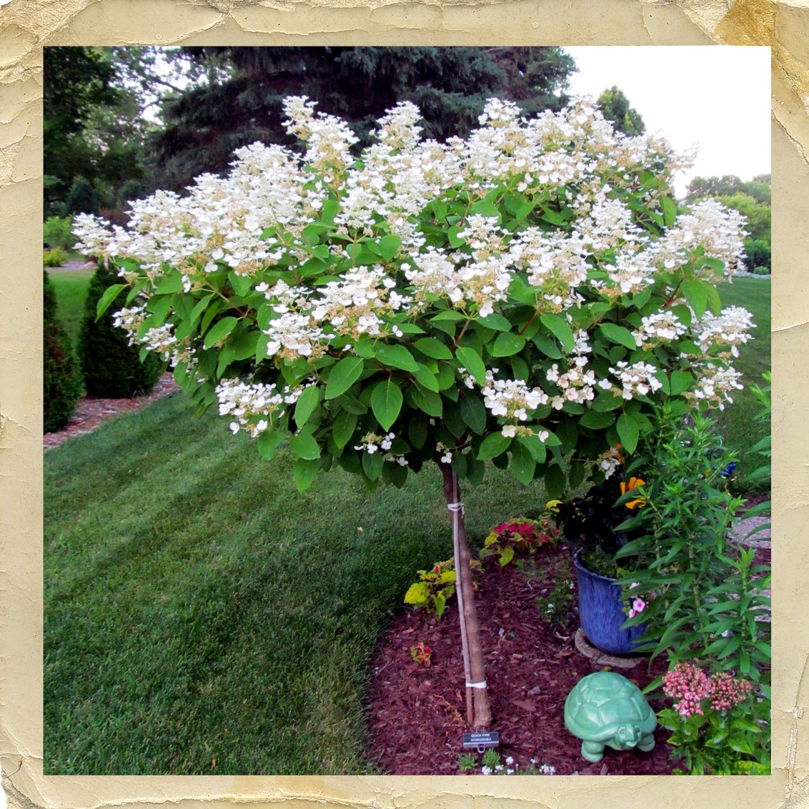 Over The Garden Gate: Quick Fire Hydrangea Tree...