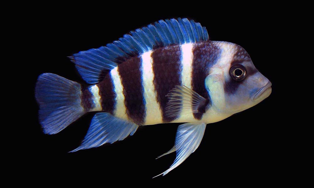 Fishaway Aquarists: Frontosa Cichlid