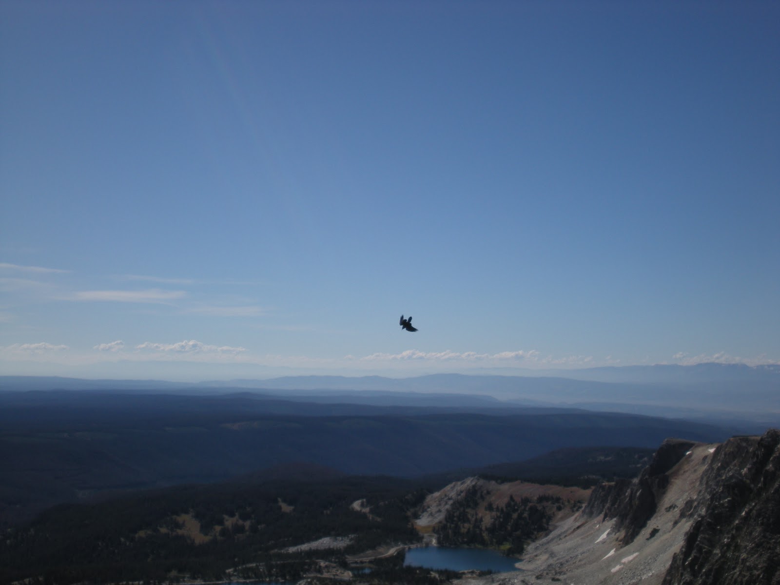 Fizzy Notions: Common Raven