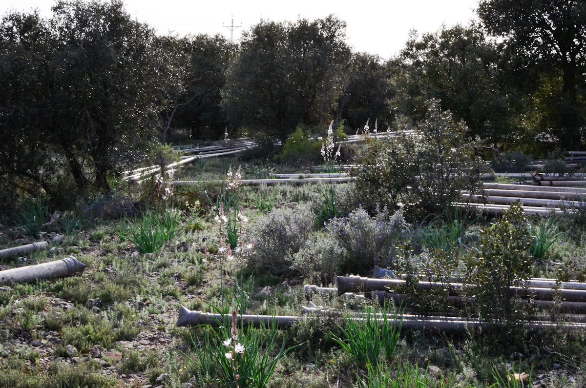 ALMANAQUE NATURAL: El Encinar Manchego Occidental