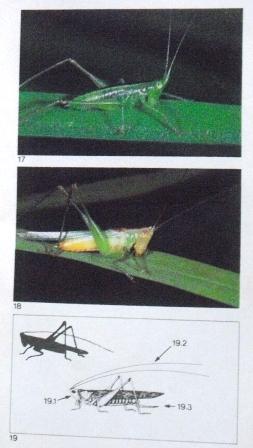 BPP REJOTANGAN - SUMBERAGUNG: Musuh Alami (Predator) pada Tanaman Padi I