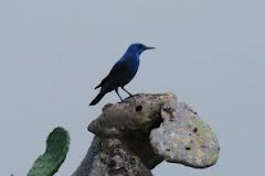Blue Rock Thrush- ( Il-Merill) | safifields-Billboard
