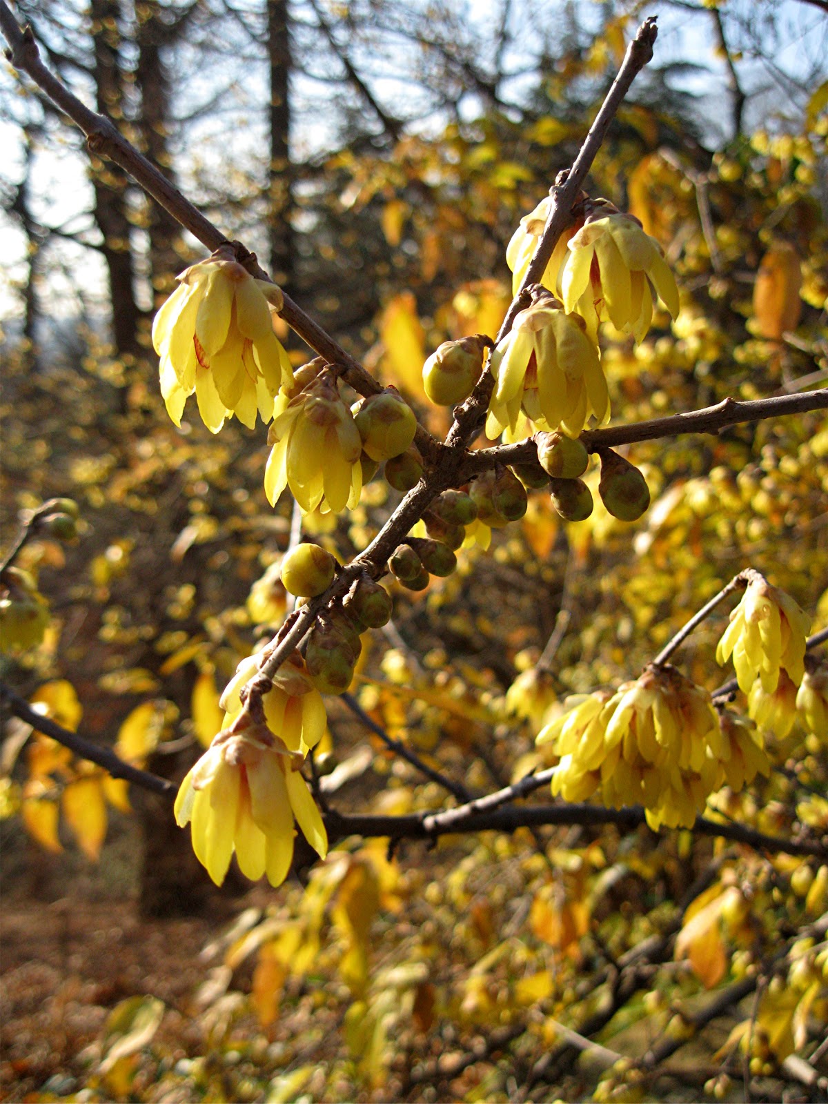 1003 Gardens: Chimonanthus praecox in full bloom???