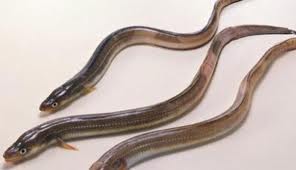 FLORA & FAUNA: Cara Budidaya Ternak Belut