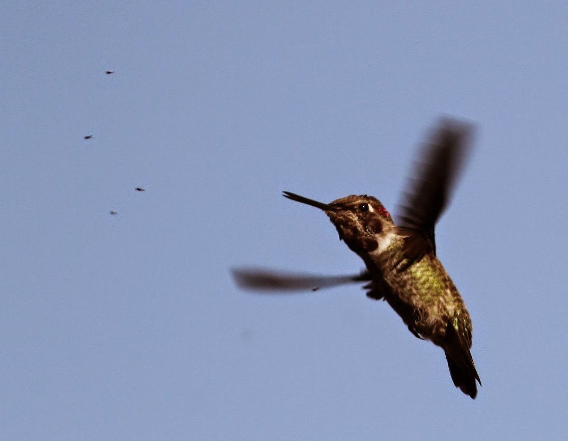 Jo's Morning Walk: Osprey Ousting... Hummingbird Hunting