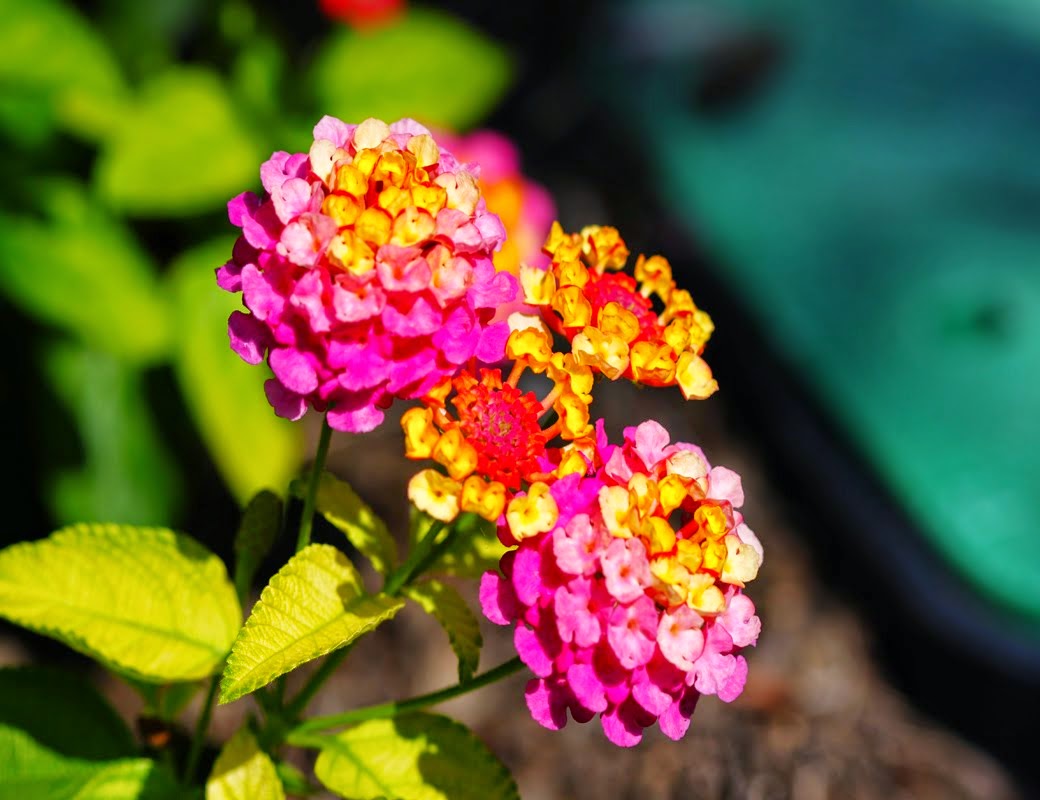 El Planeta Tierra, Tu Hogar : Contaminación de la flora