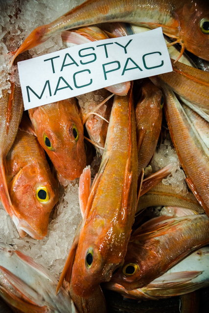 Through the Gaps! - Newlyn Fishing News: Flooded with fish on # ...