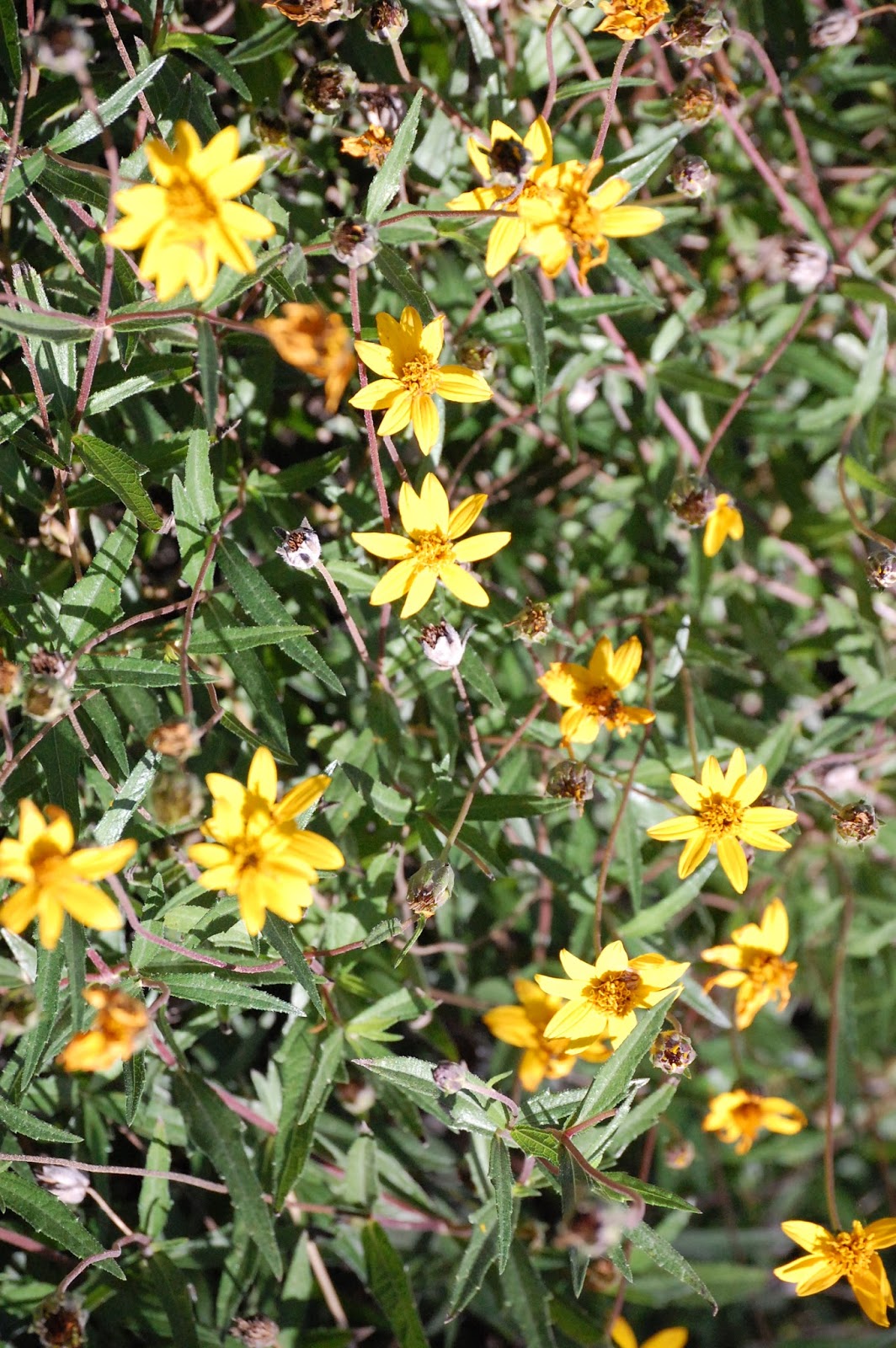 Friends of Hagerman National Wildlife Refuge: September Plant of the ...