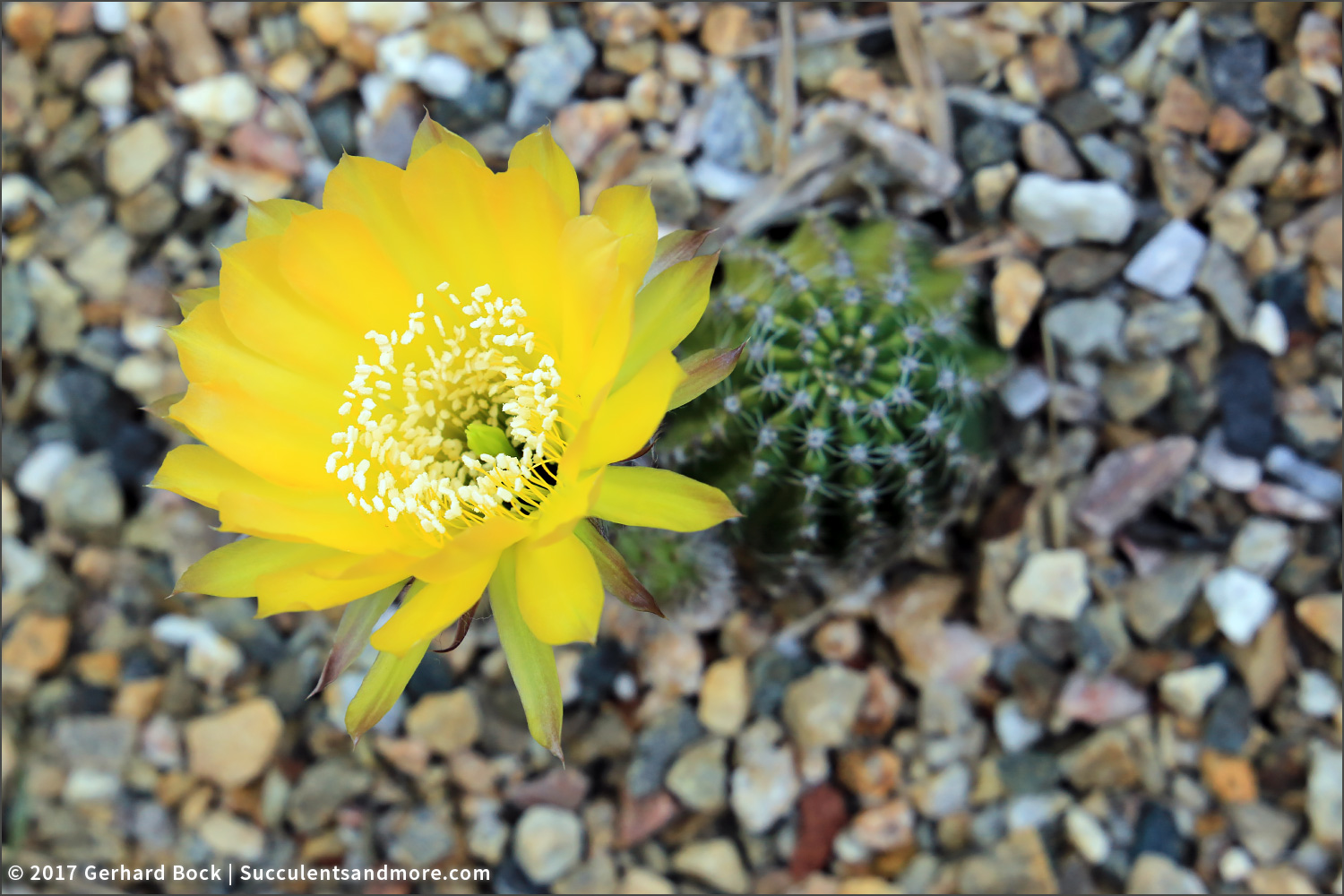 Cactus flowers brighten summer doldrums