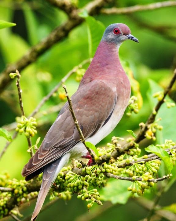 Argentina nativa: Paloma colorada (Patagioenas cayennensis)