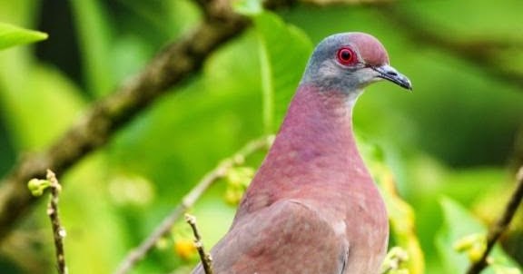 Argentina nativa: Paloma colorada (Patagioenas cayennensis)