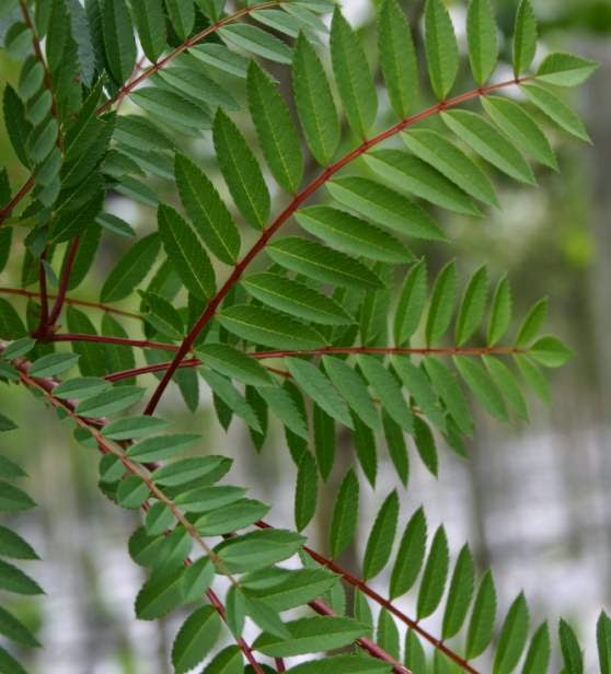 Trees Planet: Sorbus vilmorinii - Vilmorin's Mountain-ash - Vilmorin's ...