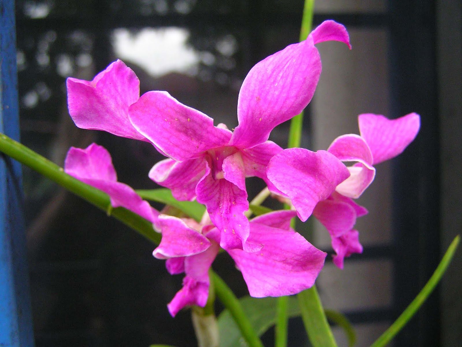 ORKID-ORKID SARAWAK YANG CANTIK LAGI UNIK... - karya ku : paridah ishak