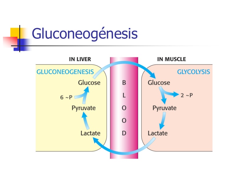 Bioenergética: Gluconeogénesis y el Lactato