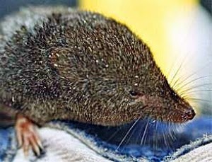 Salish Sea News and Weather: 7/3 BC shrew, oil pipe support, beach ...