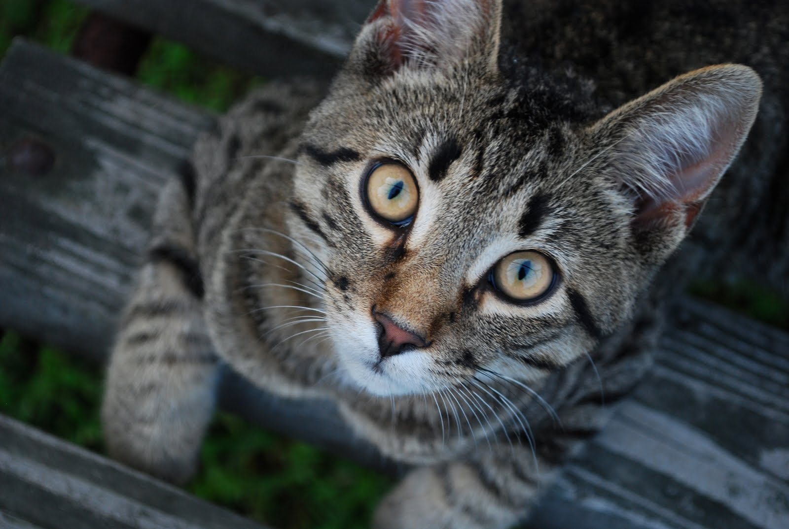 Anna Teske Photography: Kitty Kats!