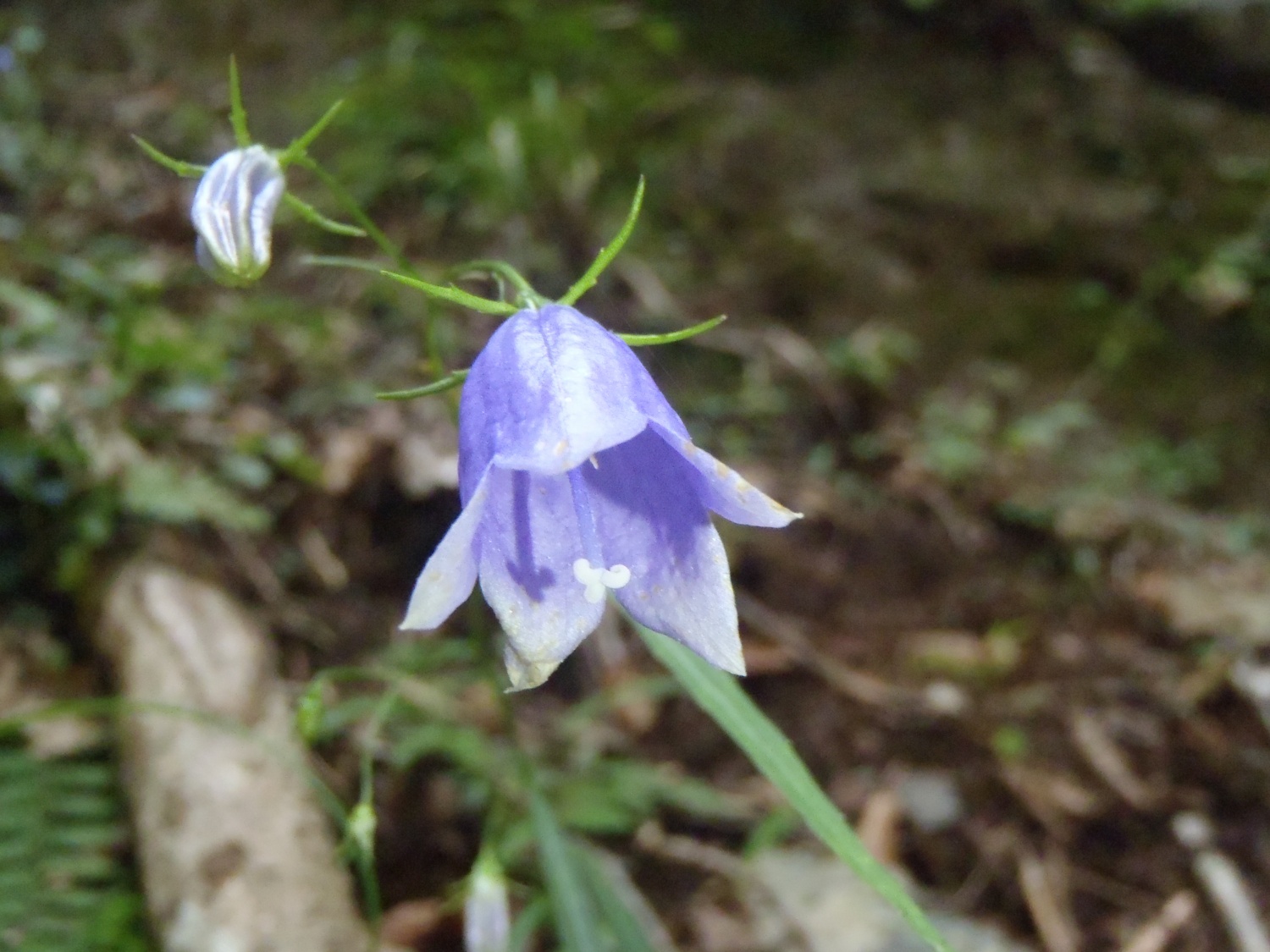 Sarad Kumar Gauchan's DIARY: 2017