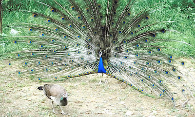 Peacocks: Peacock Reproductive/Mating Behavior