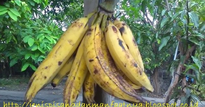 Harga Satu Tandan Pisang Tanduk Itu Berapa Sih? Berikut Penjelasanya ...