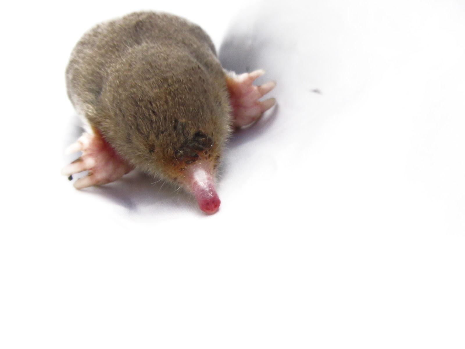 Matthew Fels: The Eastern Mole I Caught Today