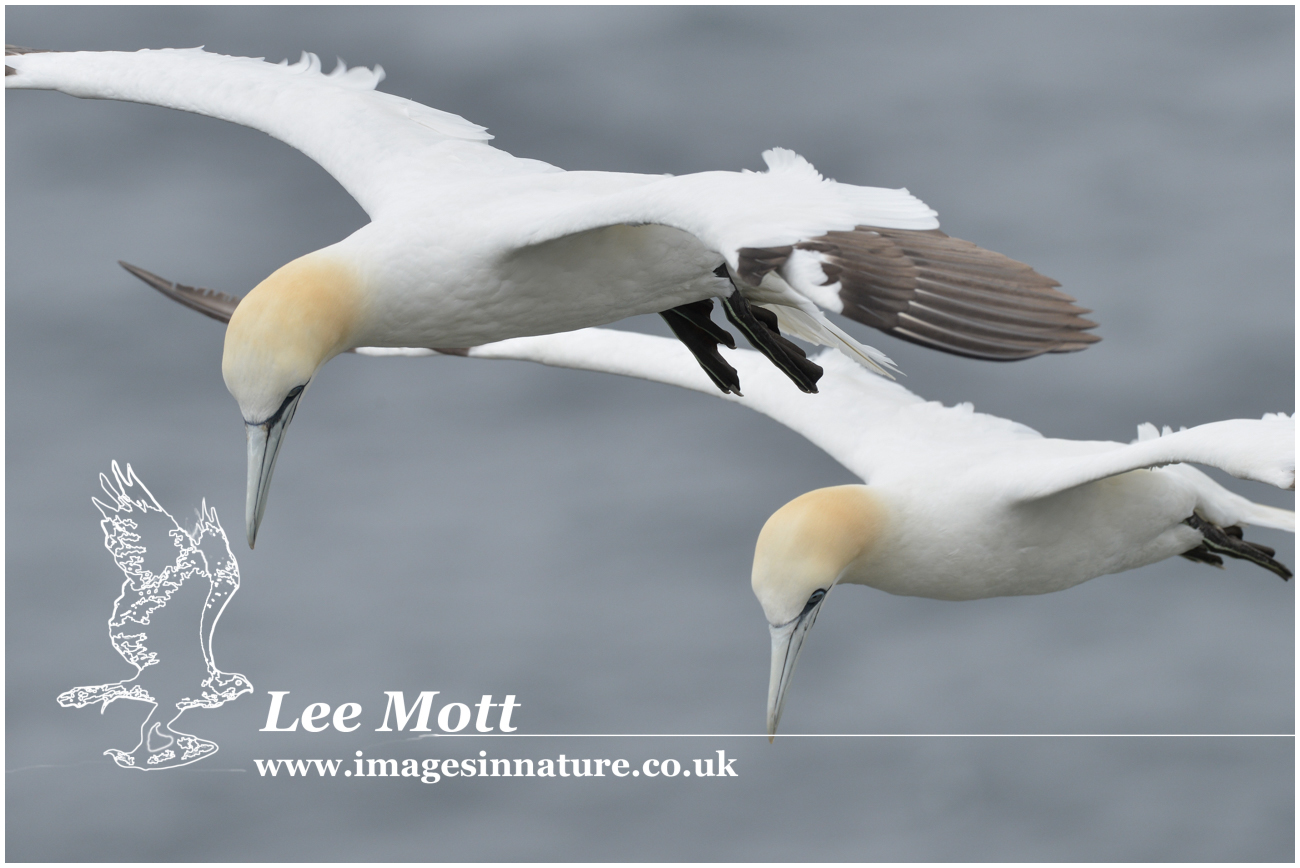 Lee Mott Photography