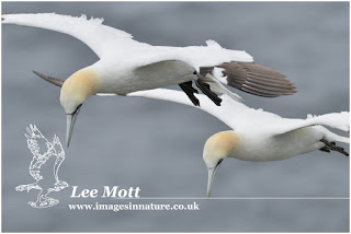Lee Mott Photography