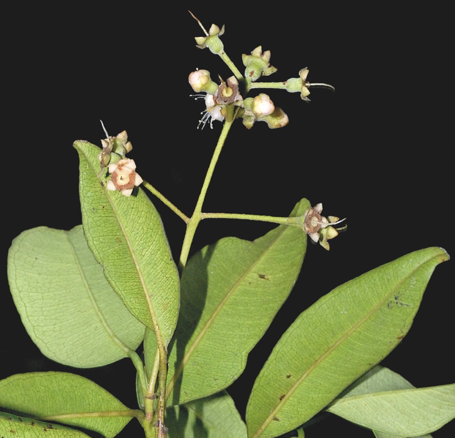 Species New to Science: [Botany • 2018] the All-spice Genus Pimenta ...