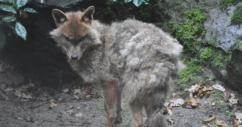 ZOOTOGRAFIANDO (6.100 ANIMALS): CHACAL DORADO / GOLDEN JACKAL (Canis ...