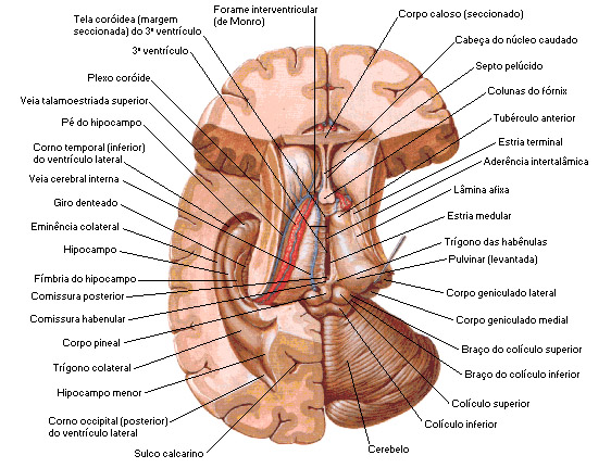 Medicina In Situ Neuroanatomia ResumÃo