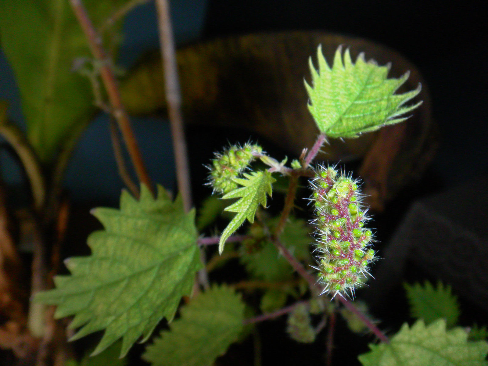 Scirpidiella's Plants: Giant Asian Nettles (Girardinia spp.)