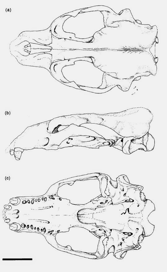 The Coastal Paleontologist: The evolutionary history of walruses, part ...