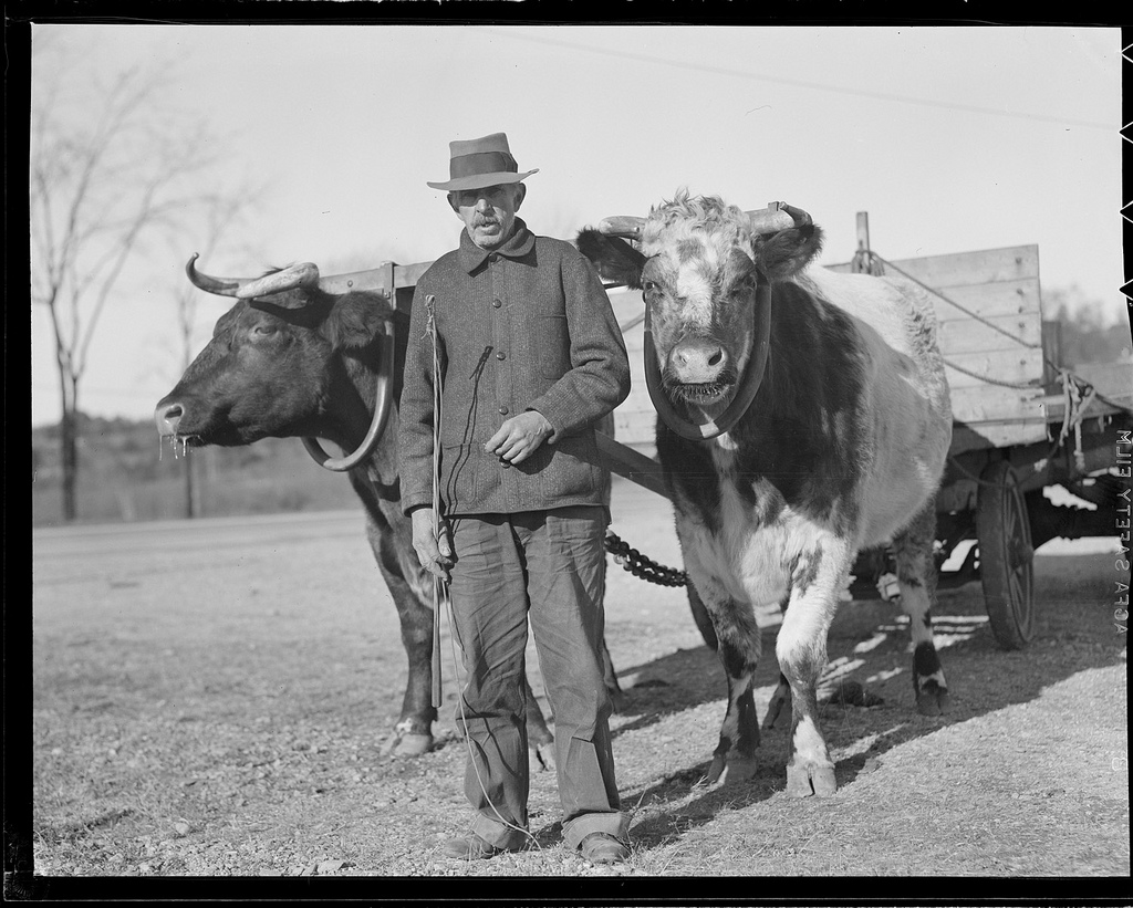 34 Fantastic Photos Capture Farm and Domestic Life of Boston from ...