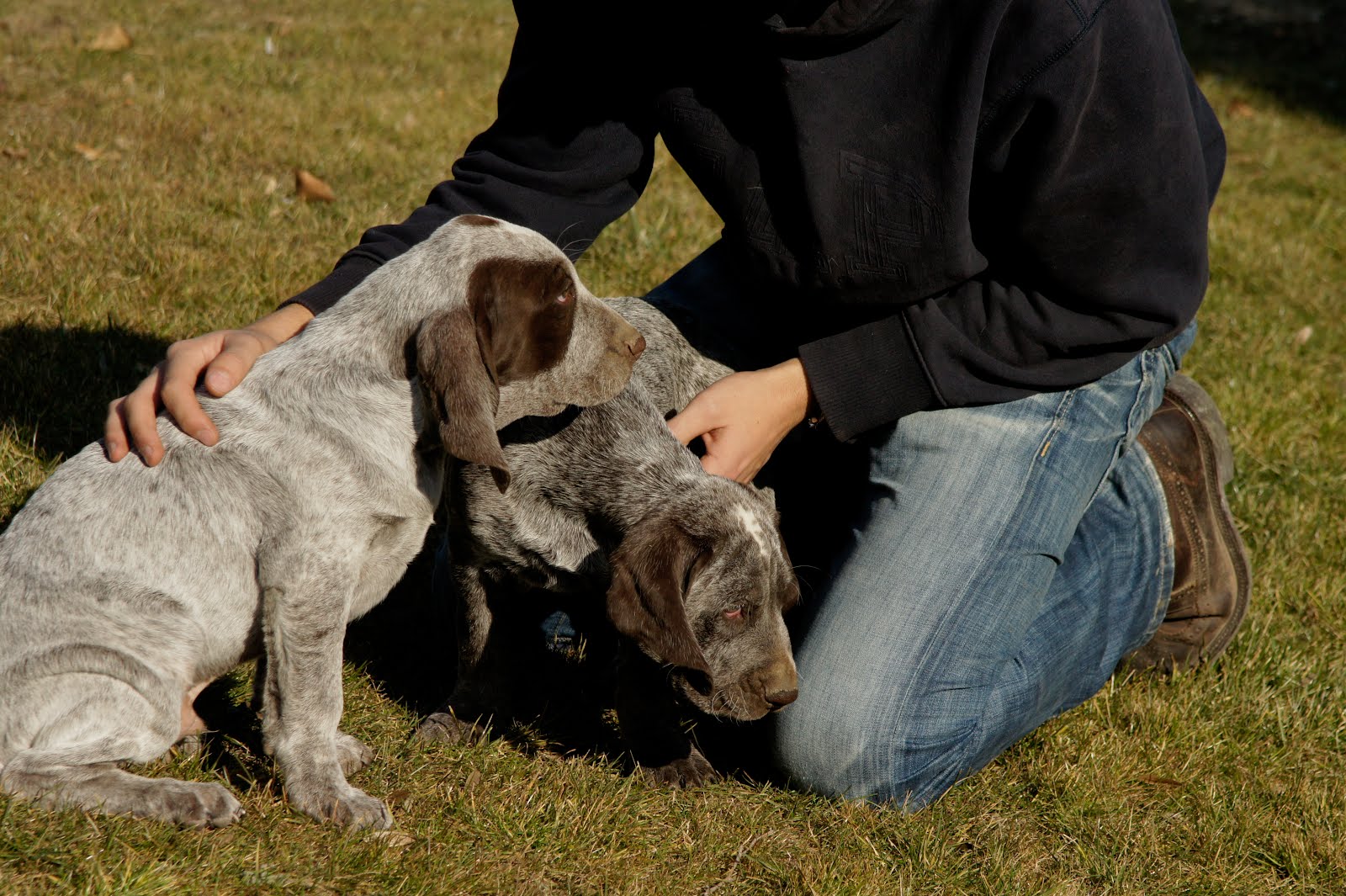 -Perdigueros de Burgos Novella Alta- : cachorros Perdiguero de Burgos ...